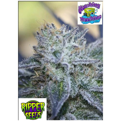 RIPPER SEEDS - WASHING MACHINE - 1 SEED