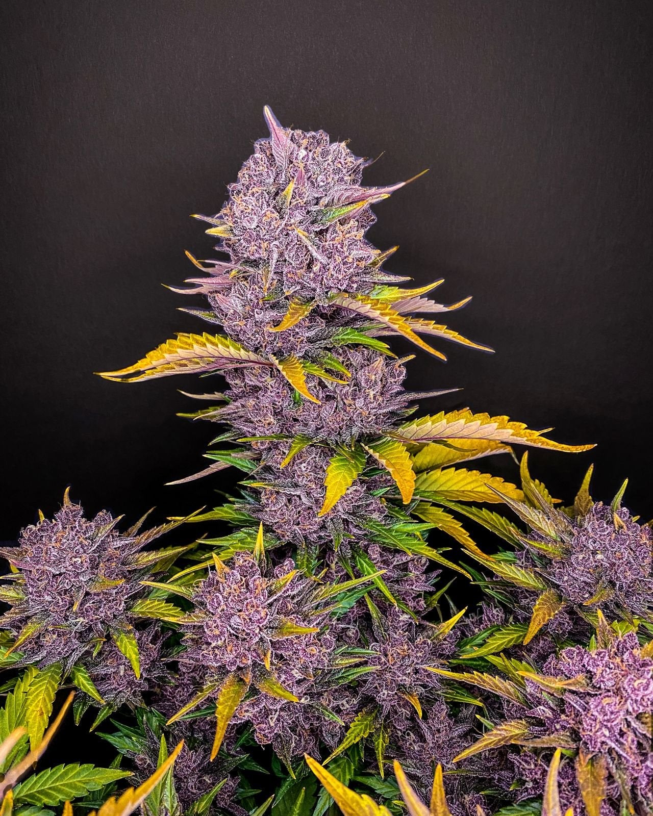 Fast Buds - Purple Lemonade FF